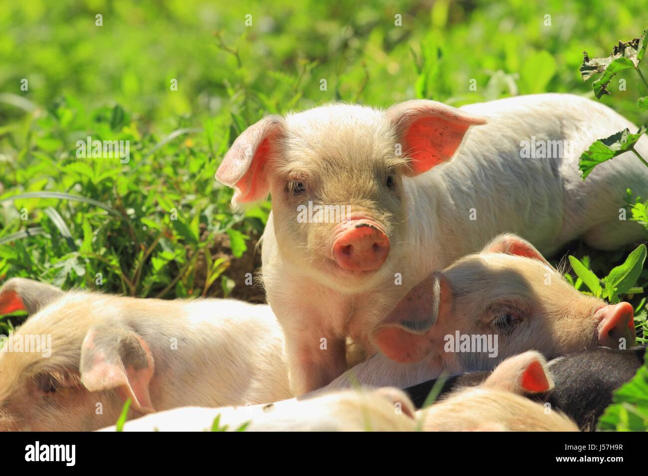 Funny piglets hi-res stock photography and images - Alamy