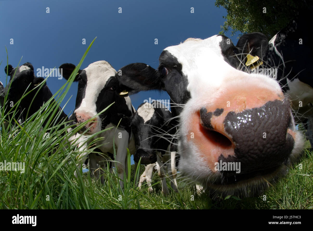 Close up cows hoof hi-res stock photography and images - Alamy