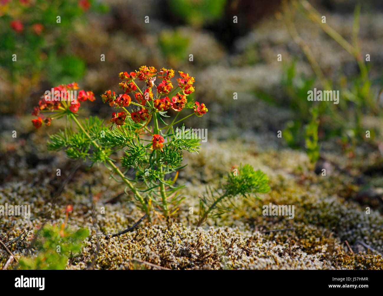 Close up of a Cypress spurge (Euphorbia cyparissias) plants. Selective ...