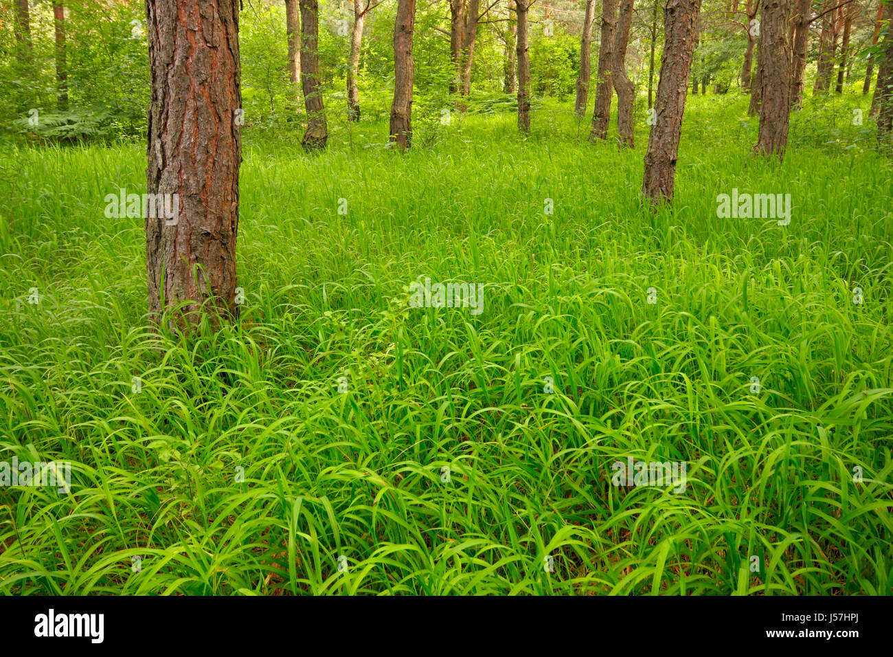 Green trees grass pine trees hi-res stock photography and images - Alamy