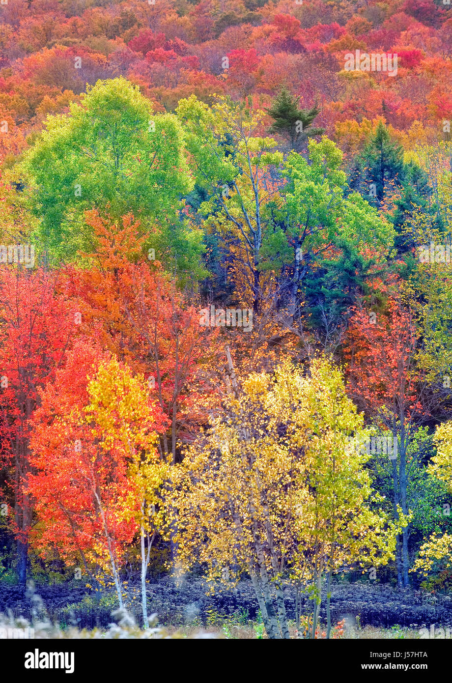 Evergreen trees in vermont hi-res stock photography and images - Alamy
