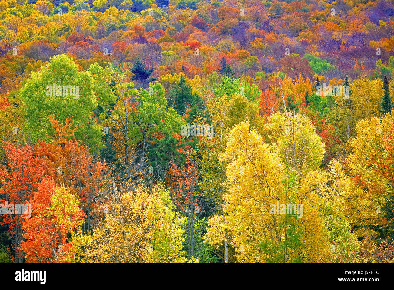 Evergreen trees in vermont hi-res stock photography and images - Alamy