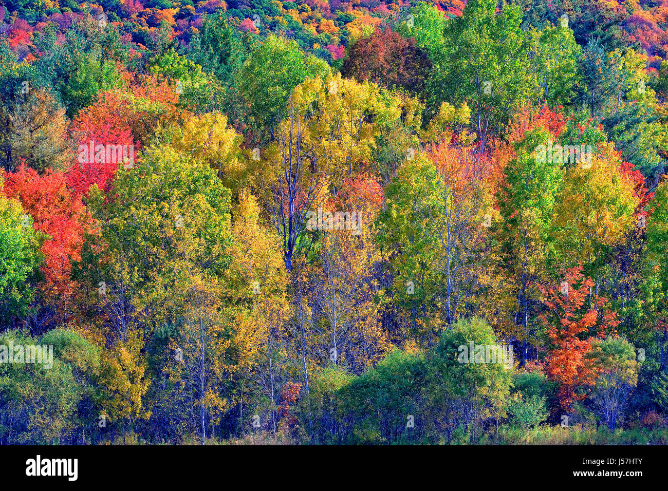 Evergreen trees in vermont hi-res stock photography and images - Alamy