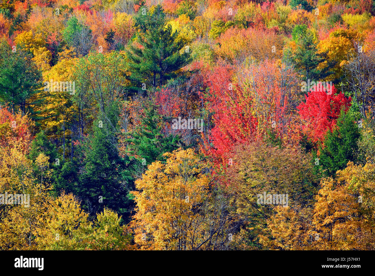 Evergreen trees in vermont hi-res stock photography and images - Alamy