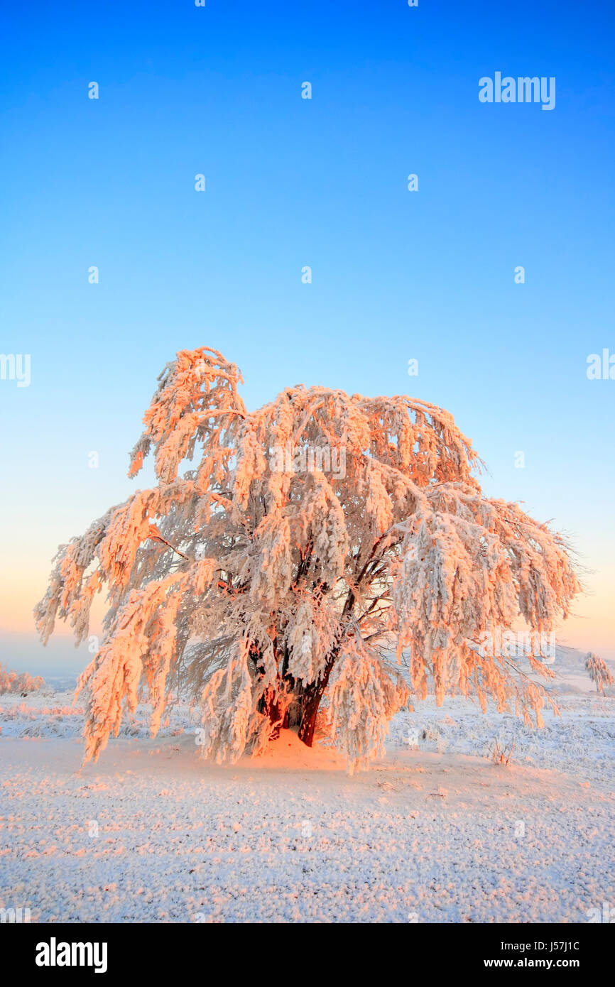 Sole tree hi-res stock photography and images - Alamy