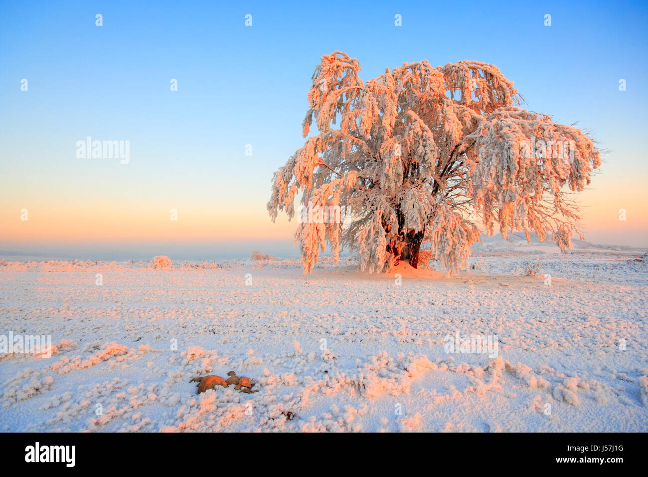 Sole tree hi-res stock photography and images - Alamy