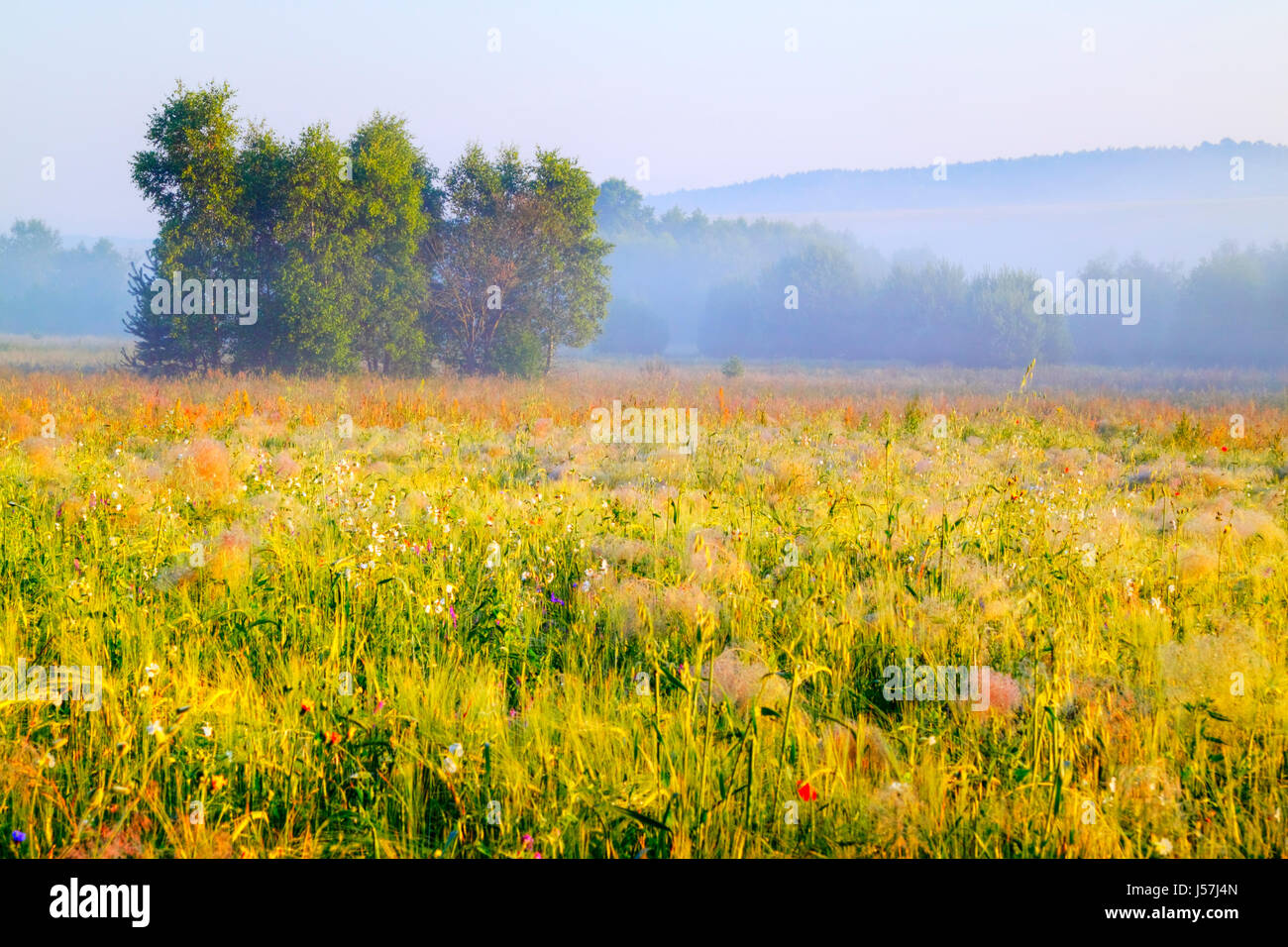 A trees cluster in morning light with delicate fog over meadows. Poland ...