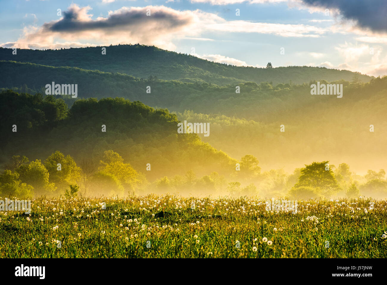 dandelion field in foggy valley. countryside landscape in mountains at ...