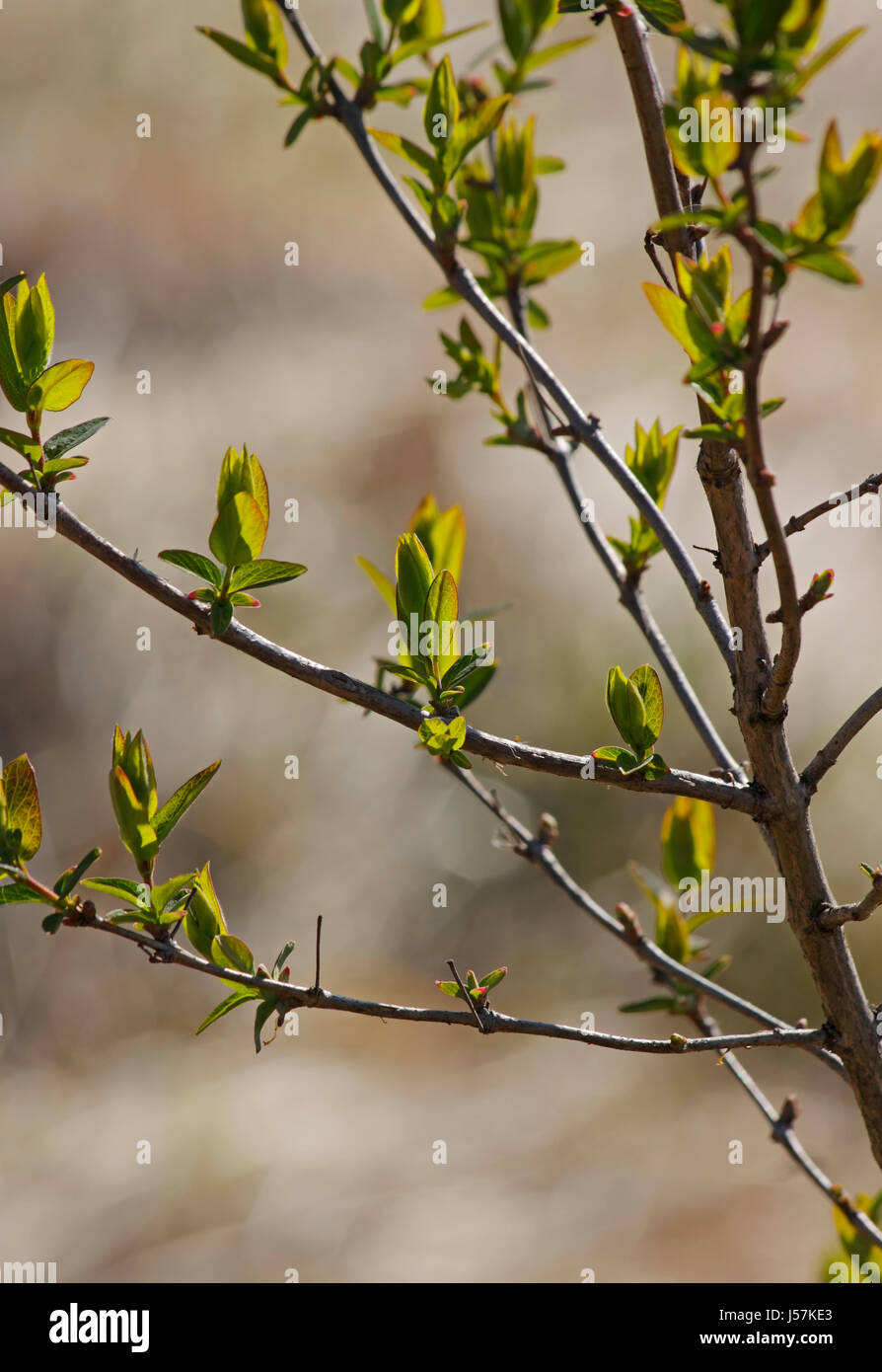 Spring foliage hi-res stock photography and images - Alamy