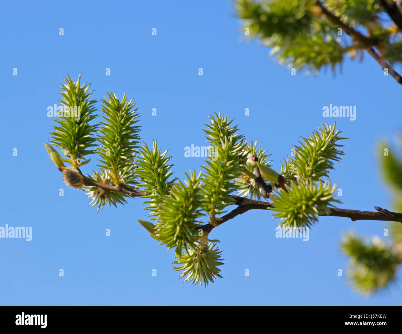 Goat willow (Salix caprea) twig with female inflorescences in spring ...