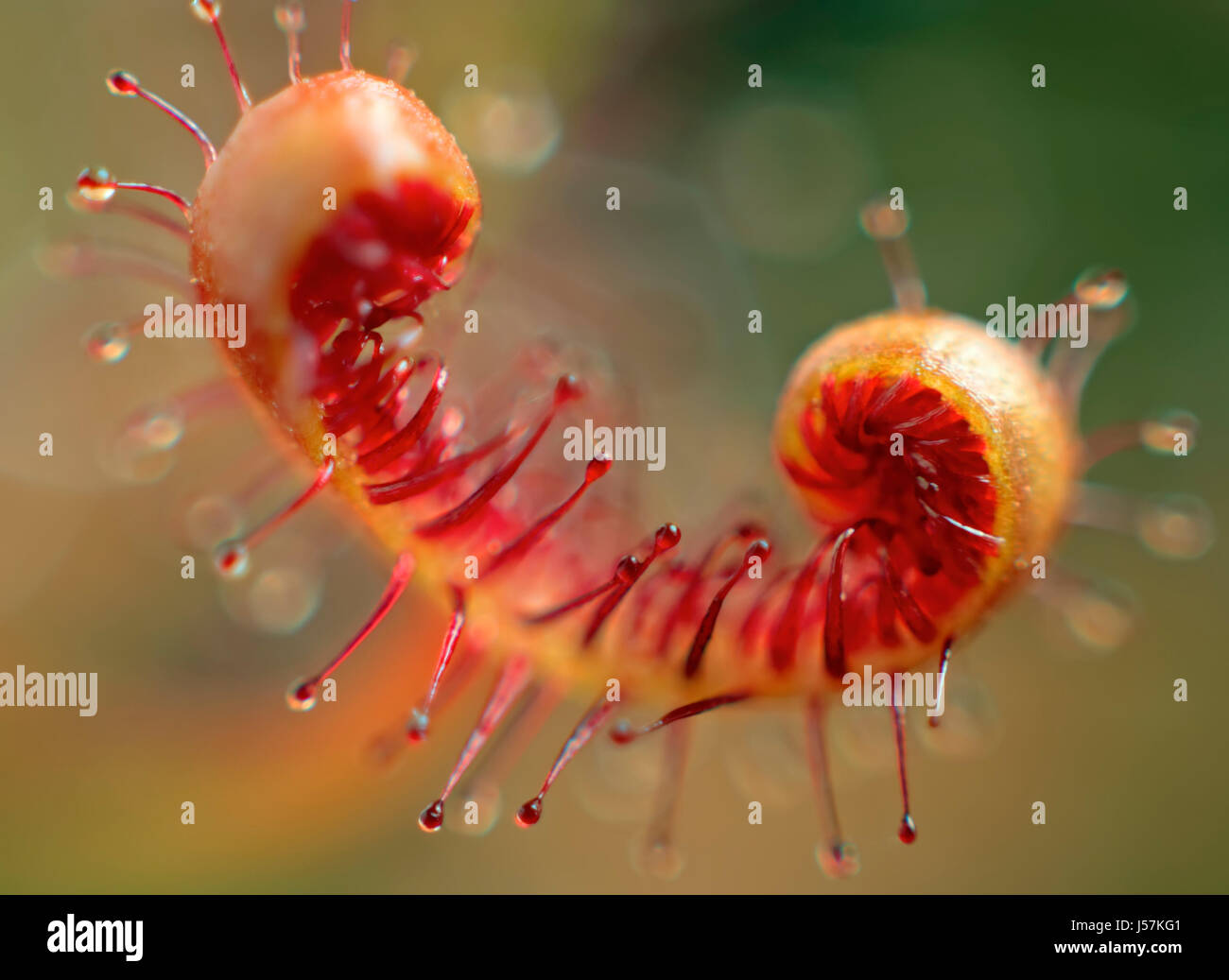Close-up carnivorous plant: forked sundew leaf (Drosera binata Stock ...