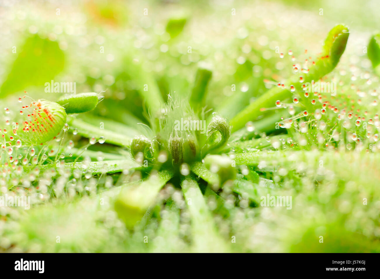 Close-up: sundew (Drosera capillaris) central rosette Stock Photo - Alamy