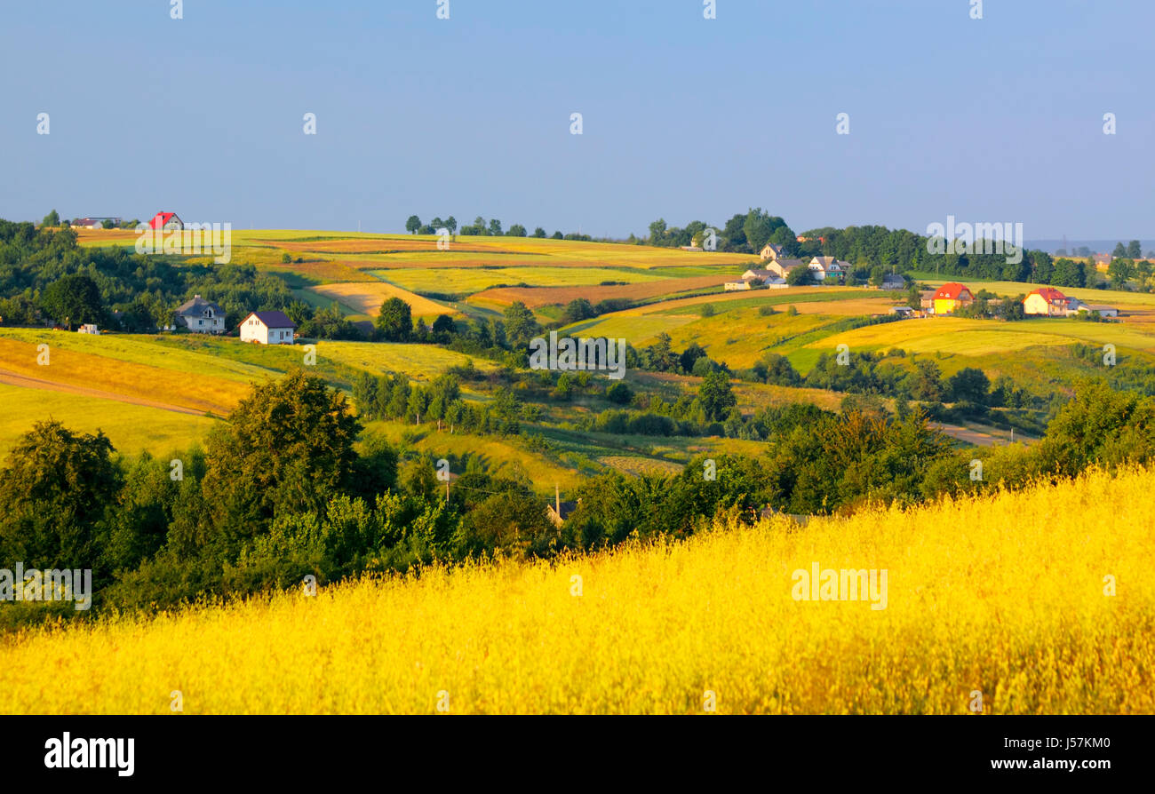 Landscape with wavy fields, village and bushes. Warm evening light ...