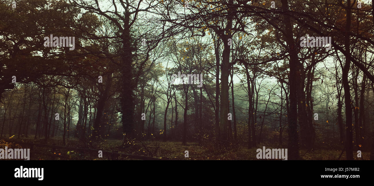 Mist through trees Stock Photo - Alamy