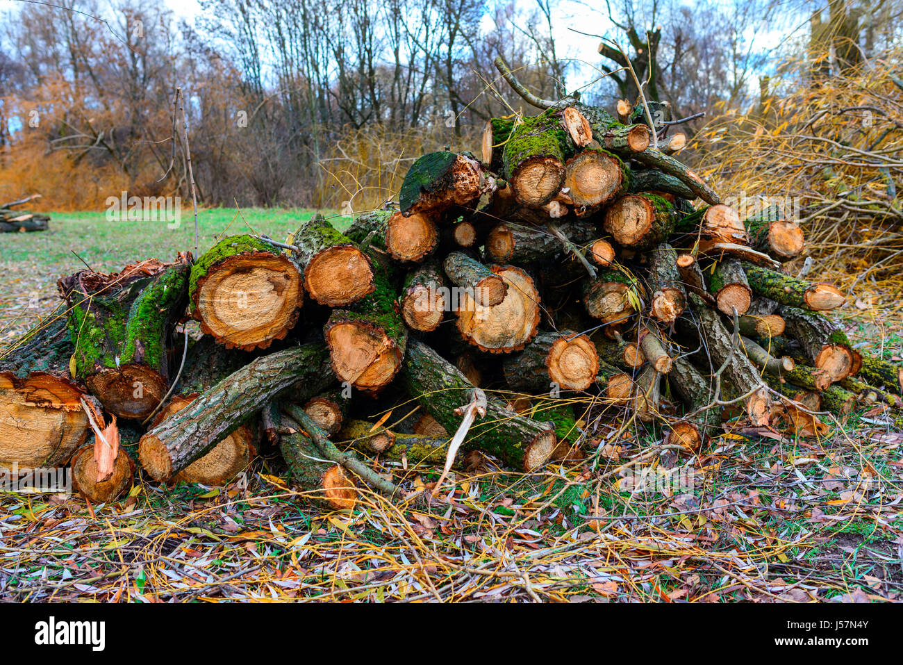 Stacked Wood Logs With Pine Trees, background Stock Photo - Alamy