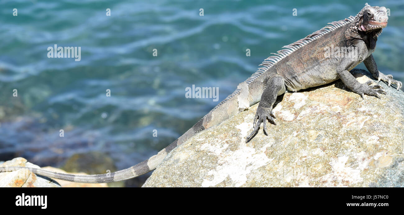 Haiti Iguana High Resolution Stock Photography and Images - Alamy