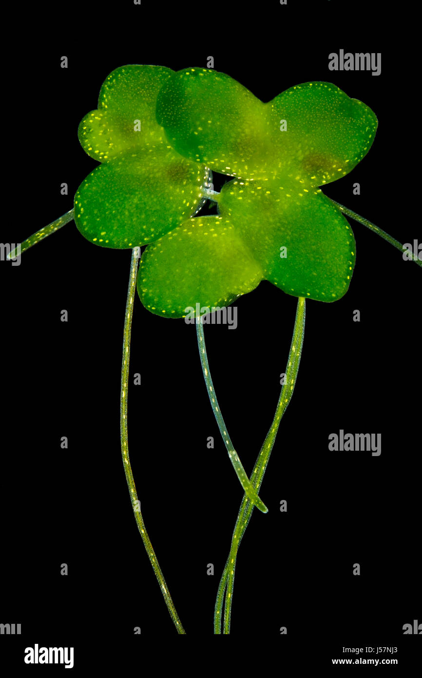 Microscopic view of aquatic plant Common duckweed (Lemna minor ...