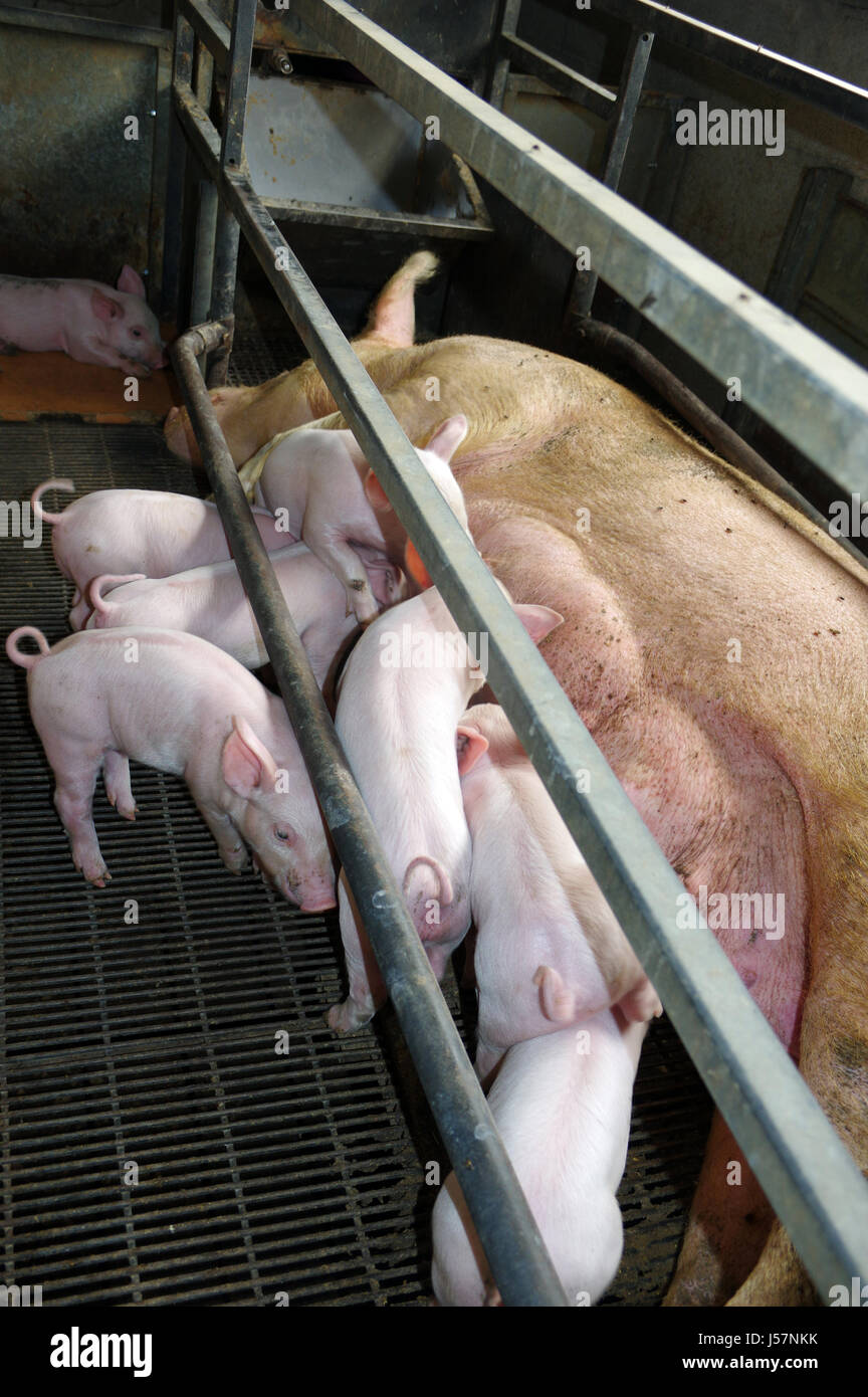 Pig family hi-res stock photography and images - Alamy