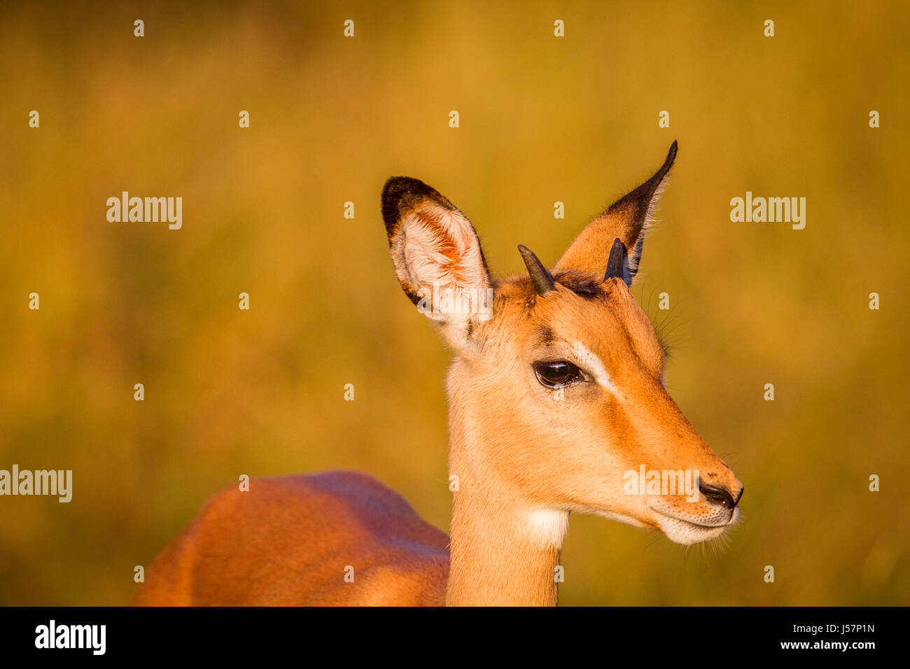 Side profile of a young Impala in the Chobe National Park, Botswana ...