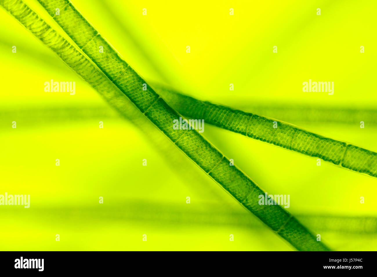 Green algae microscope hi-res stock photography and images - Alamy