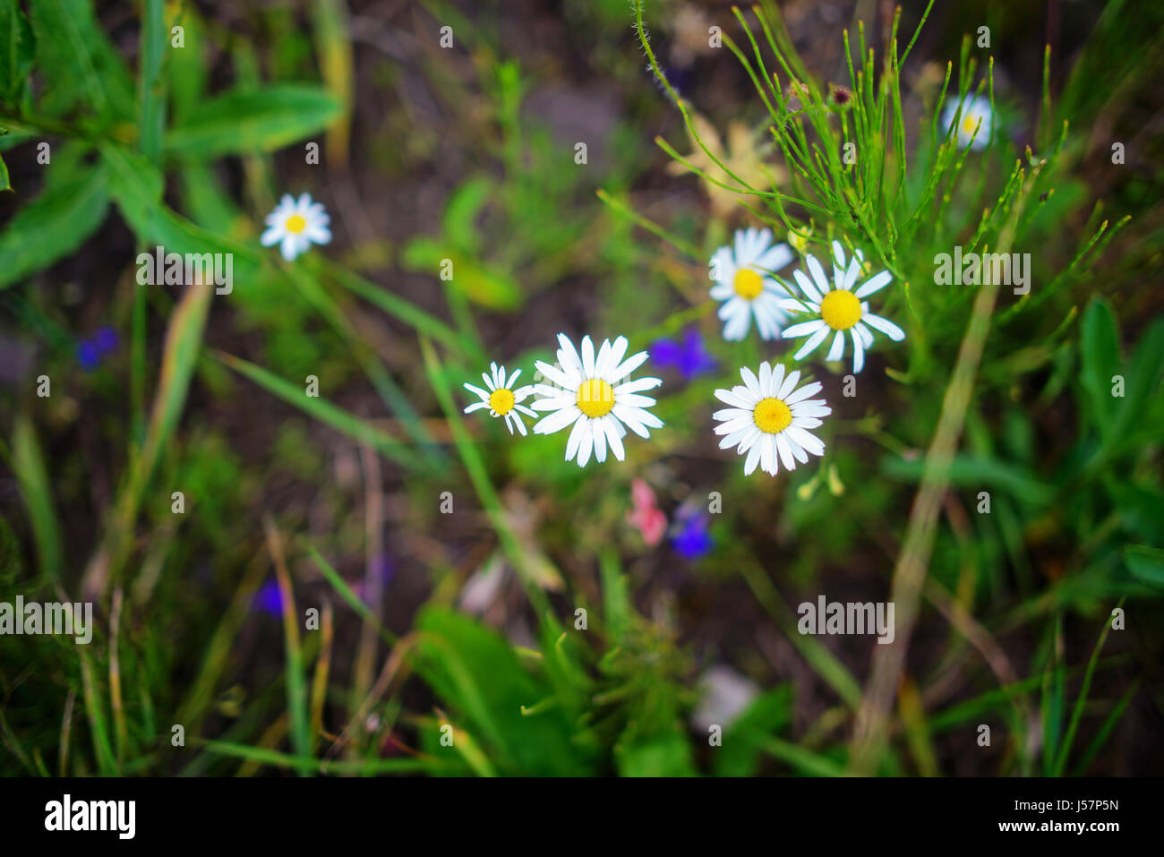 Daisy in a meadow rich in flowers at dawn.Conceived Stock Photo - Alamy