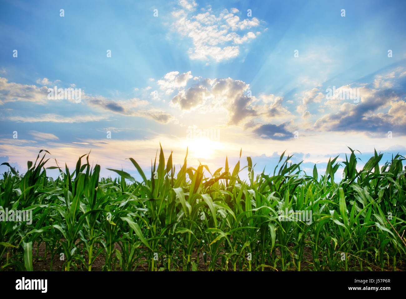 Green corn field,blue sky and sun on summer day.Conceived Stock Photo ...