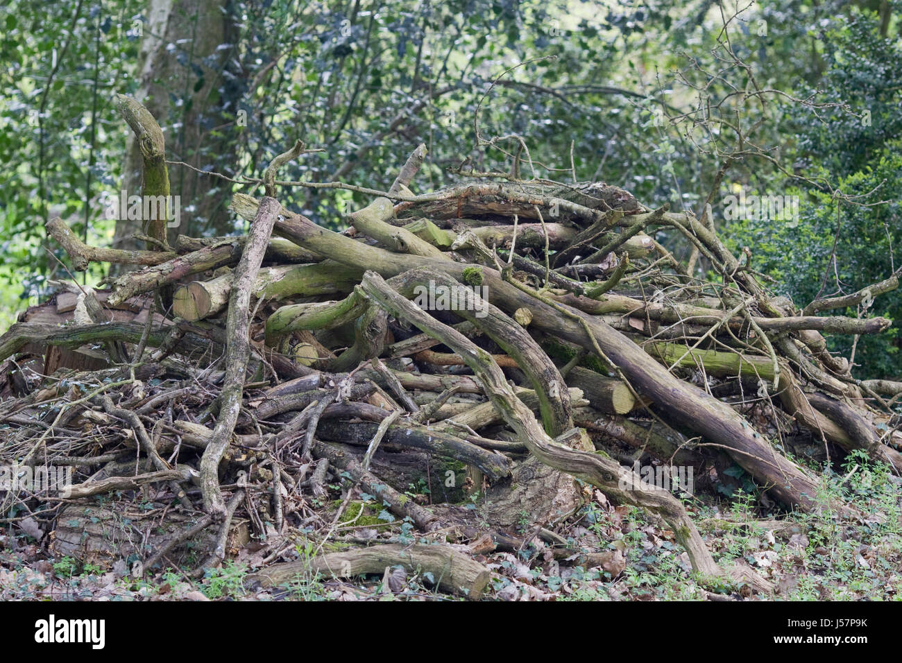 Felled trees and branches in a Garden Stock Photo - Alamy