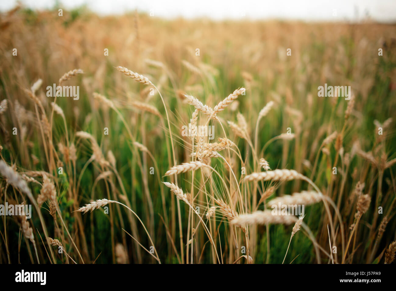 Green rye in field on a sunny day, Europa Stock Photo - Alamy