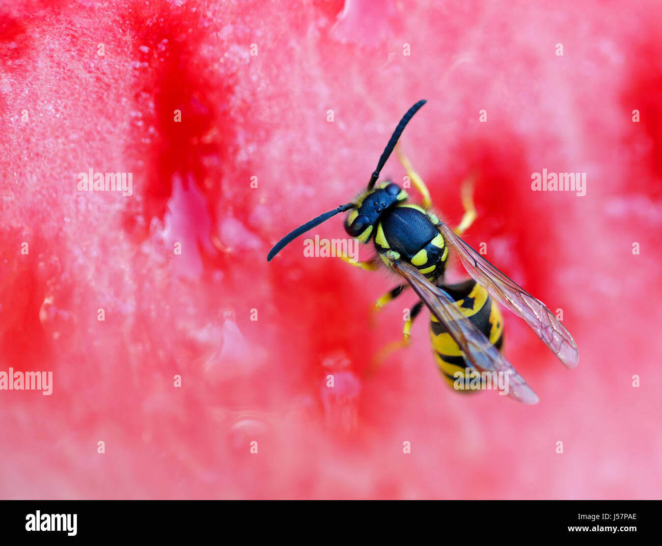 Close up of a yellow wasp collecting nectar Stock Photo - Alamy