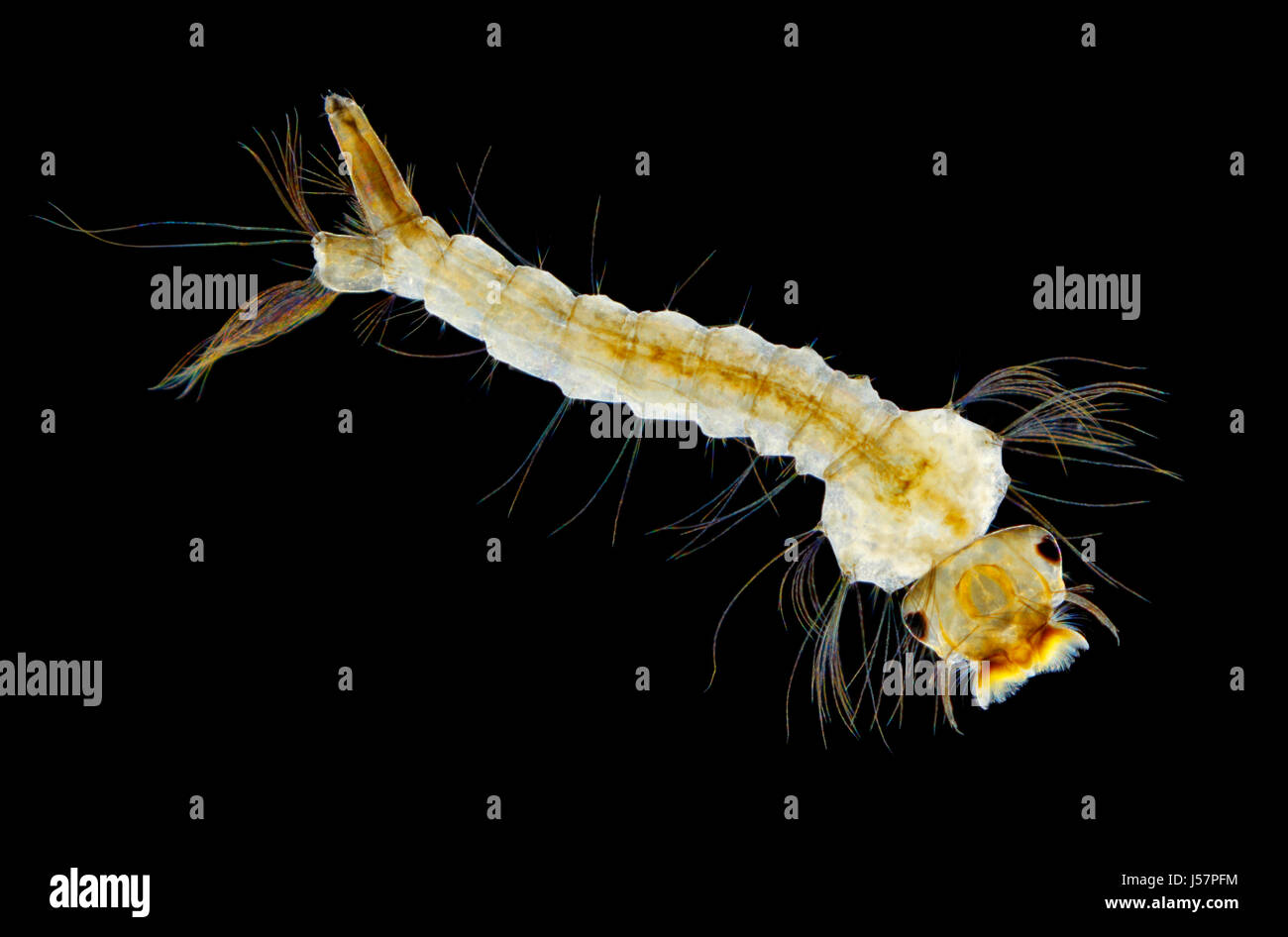 Microscopic view of Mosquito (Aedes) larva. Darkfield illumination ...