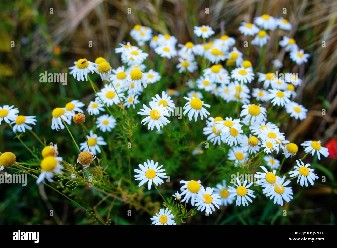 Daisy in meadow rich flowers hi-res stock photography and images - Alamy