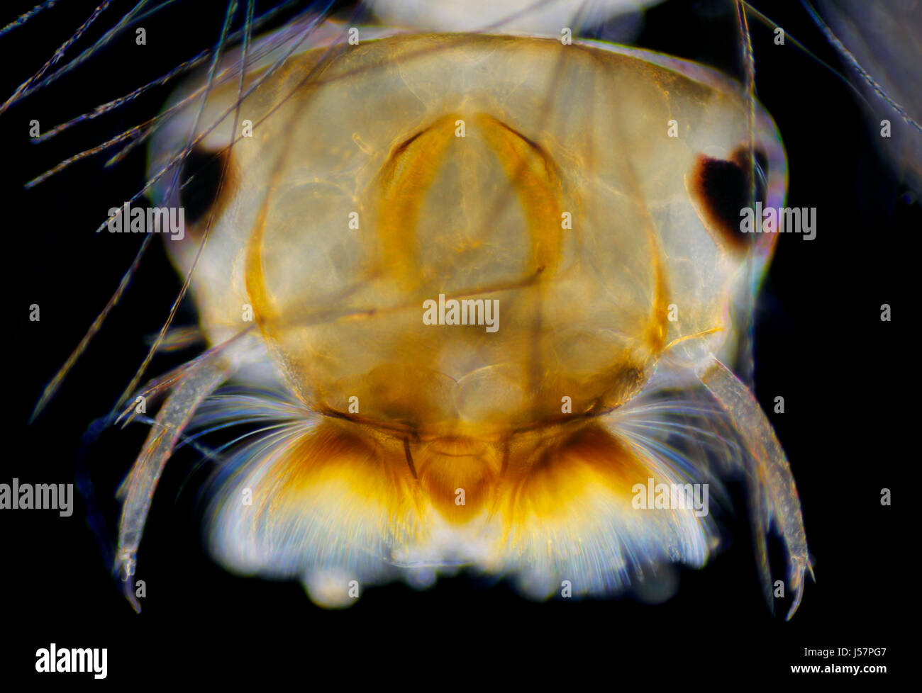 Microscopic view of Mosquito (Aedes) larva head. Darkfield illumination ...