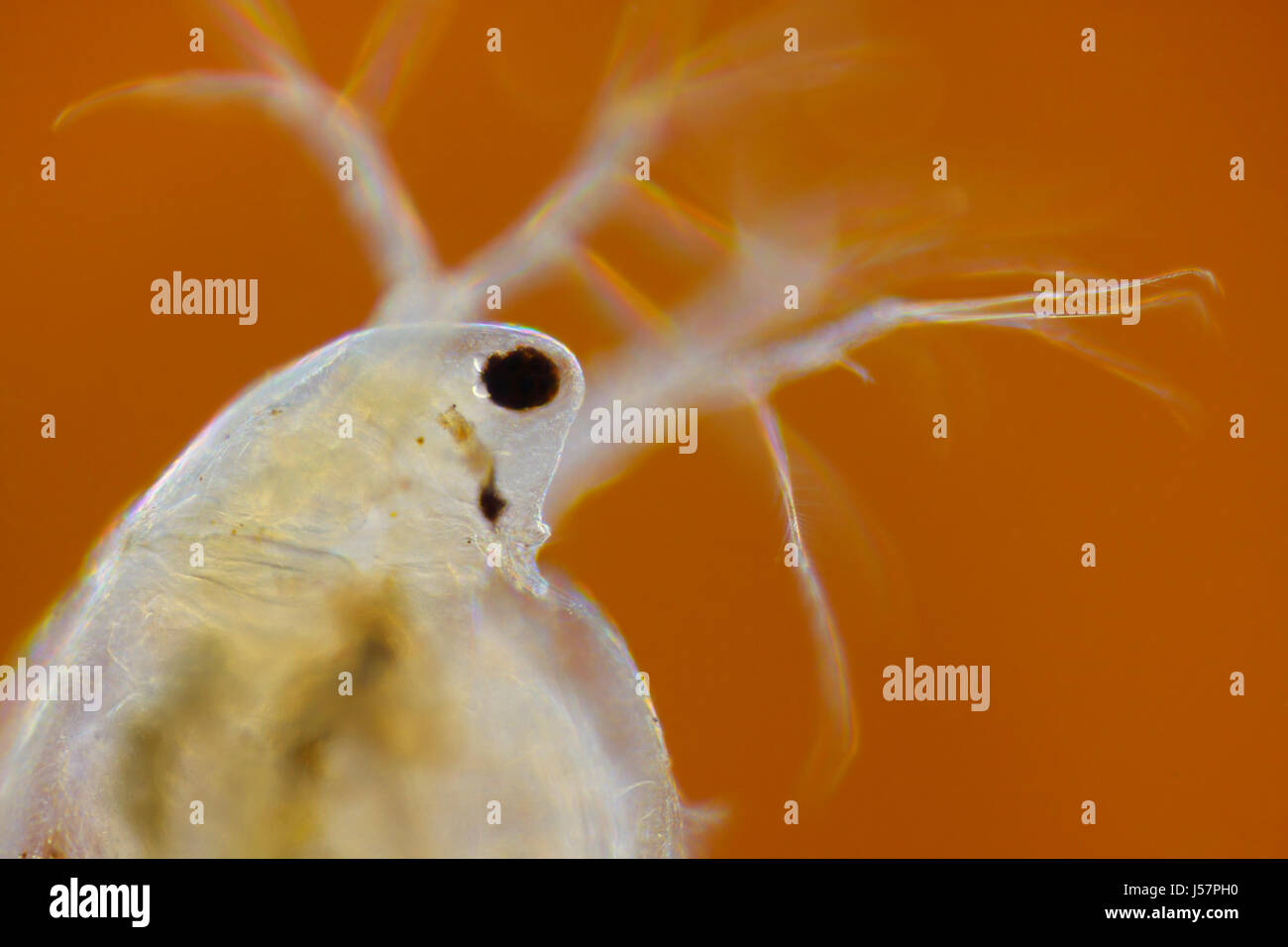 Daphnia Magna In Water