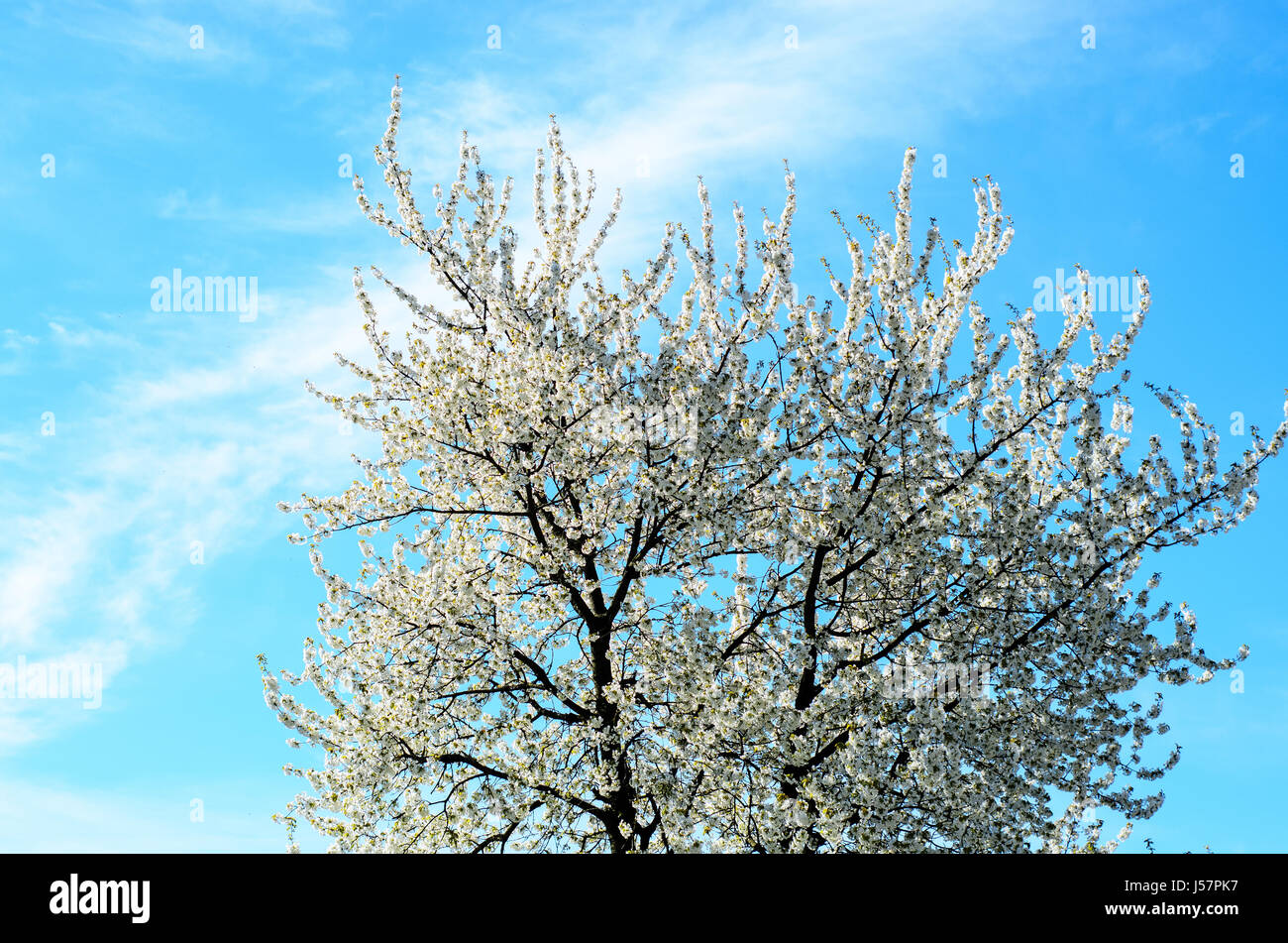 Spring blossom on apple a wonderful spring day Stock Photo - Alamy