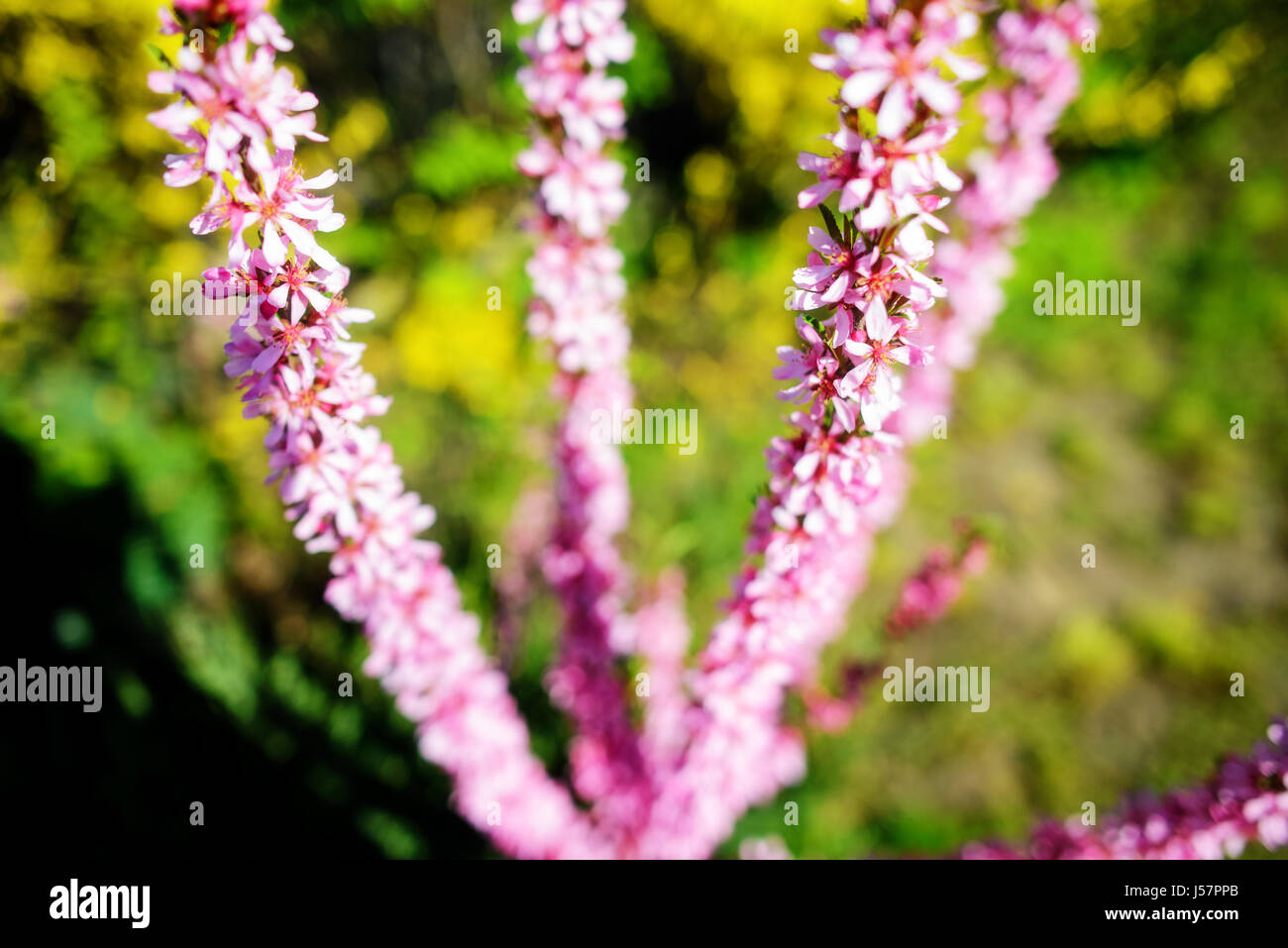 Beautiful Pink Flowers That Grow On Long Stalks Stock Photo Alamy