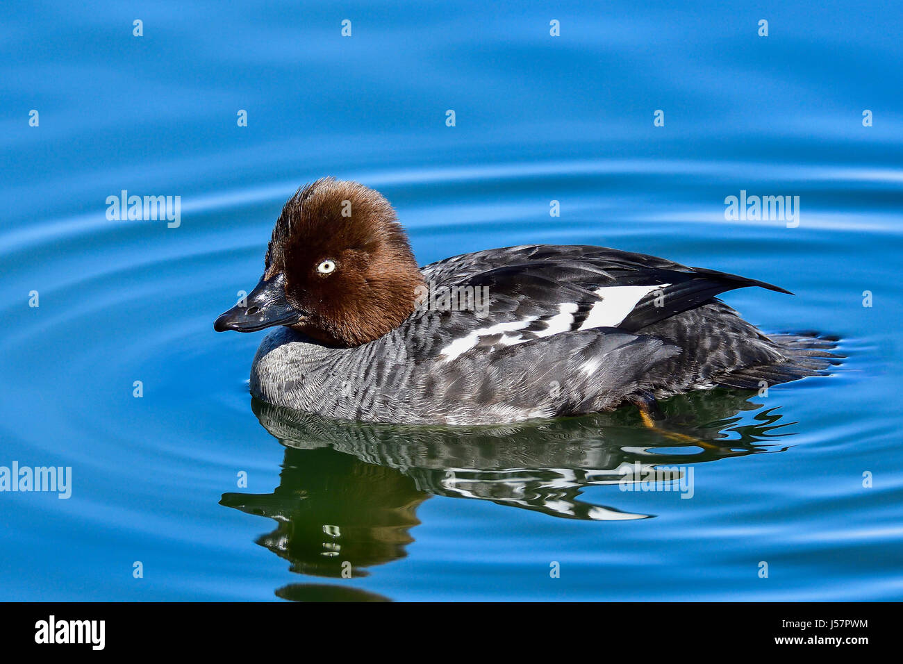 Goldeneye hi-res stock photography and images - Alamy