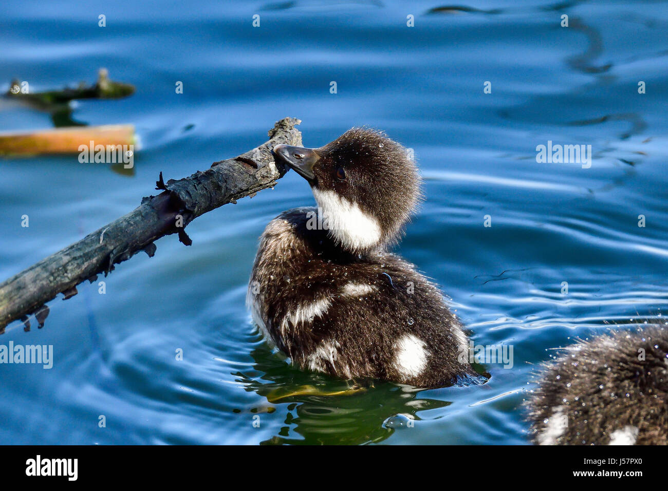 Goldeneye hi-res stock photography and images - Alamy