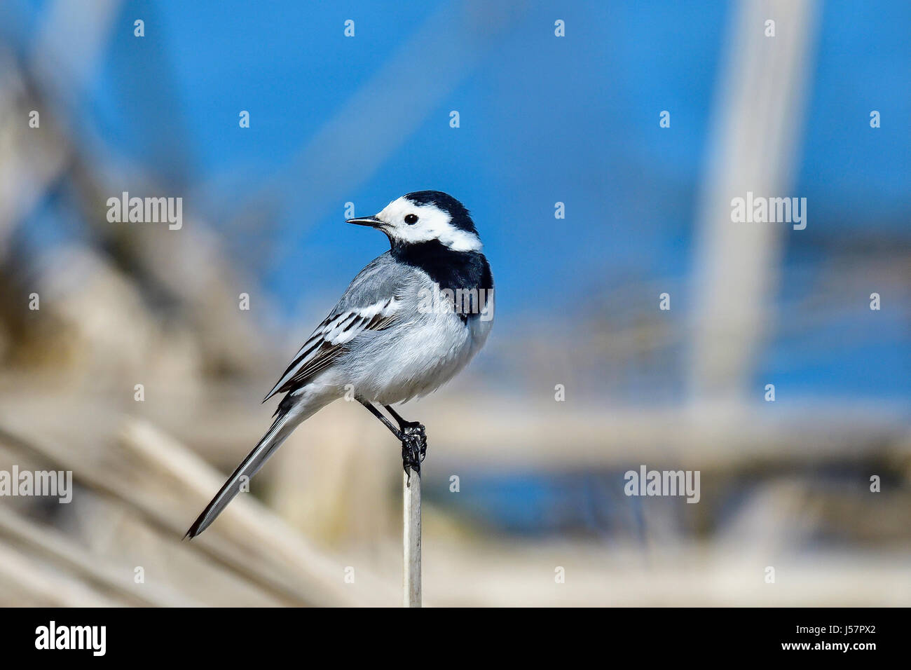 Motacilla alba white wagtail standing hi-res stock photography and ...