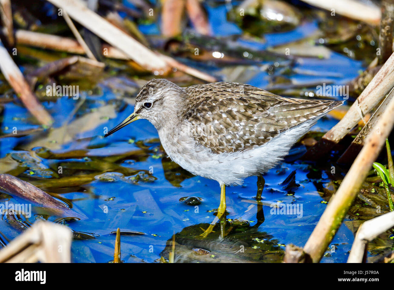 Sandpiper eye hi-res stock photography and images - Alamy