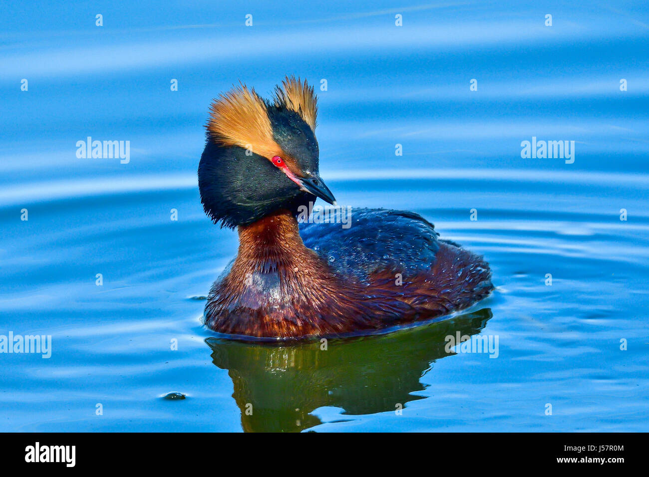 Slavonian grebe hi-res stock photography and images - Alamy