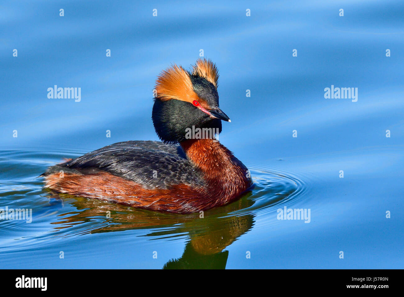 Slavonian grebe hi-res stock photography and images - Alamy