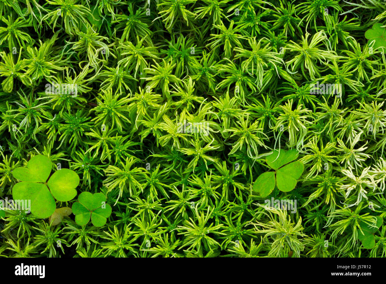 Clover growing in a mossy forest of Michigan's upper peninsula in the ...