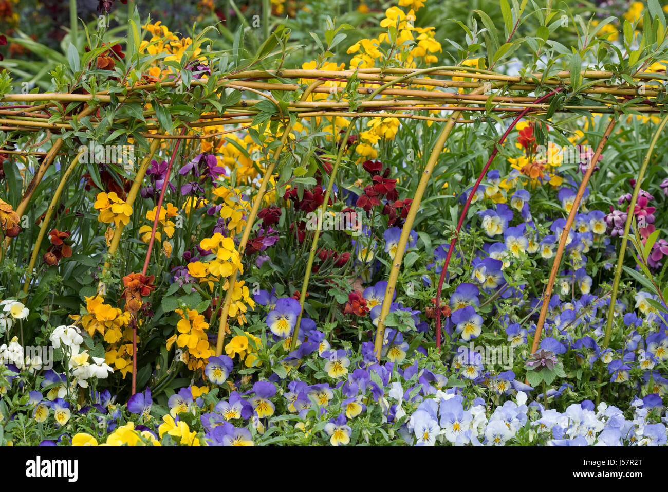 Erysimum. Colourful wallflowers in a spring border. UK Stock Photo - Alamy
