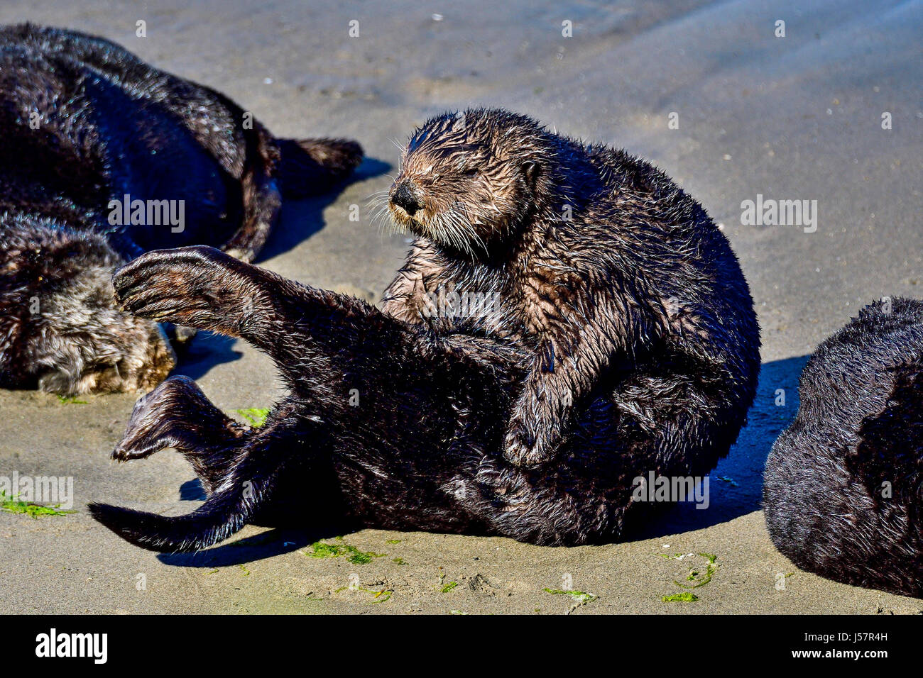 Otter sitting High Resolution Stock Photography and Images - Alamy