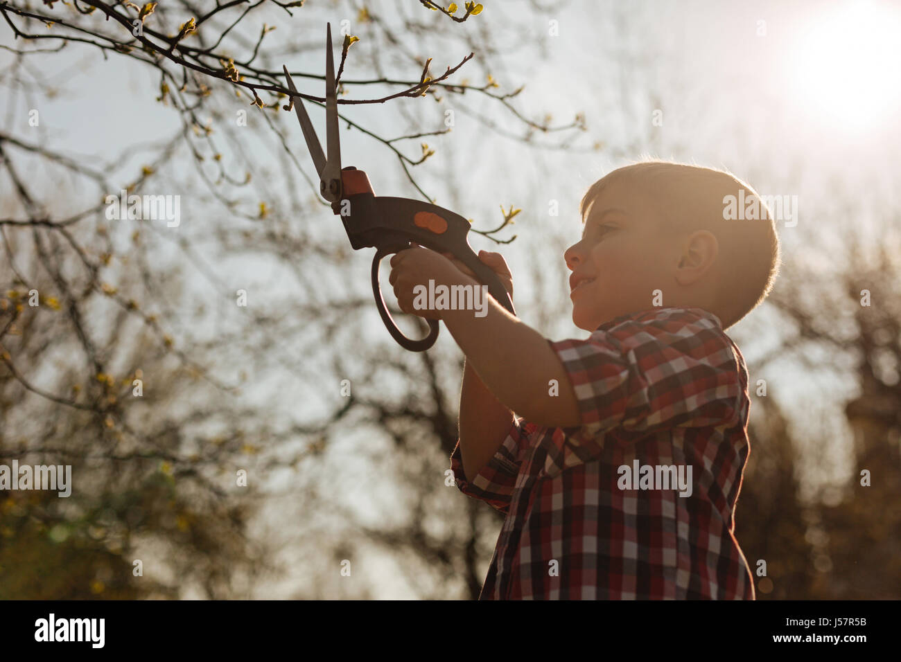 Little boy cutting branches in sunlight Stock Photo - Alamy