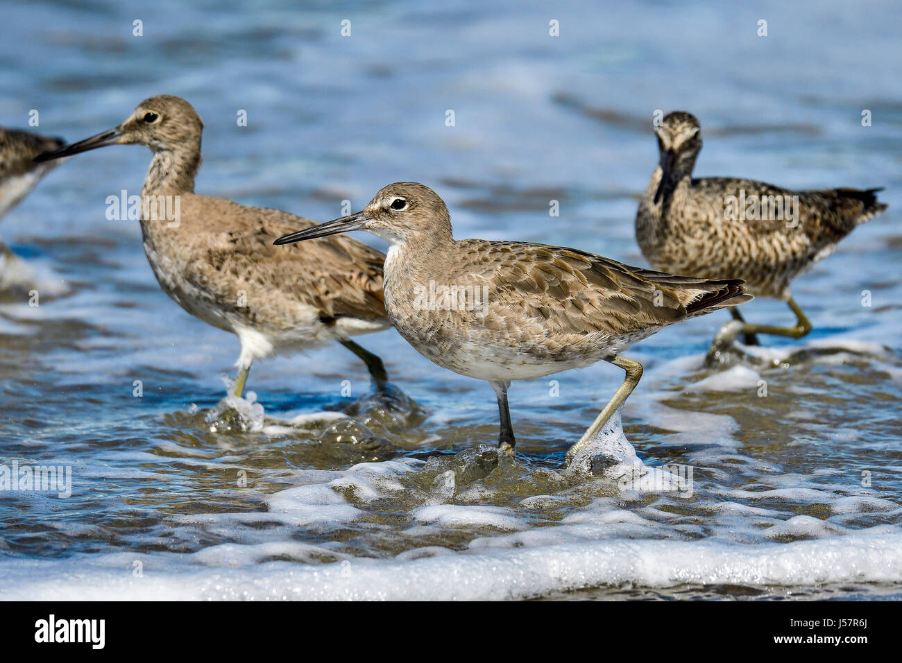 Willet landing hi-res stock photography and images - Alamy