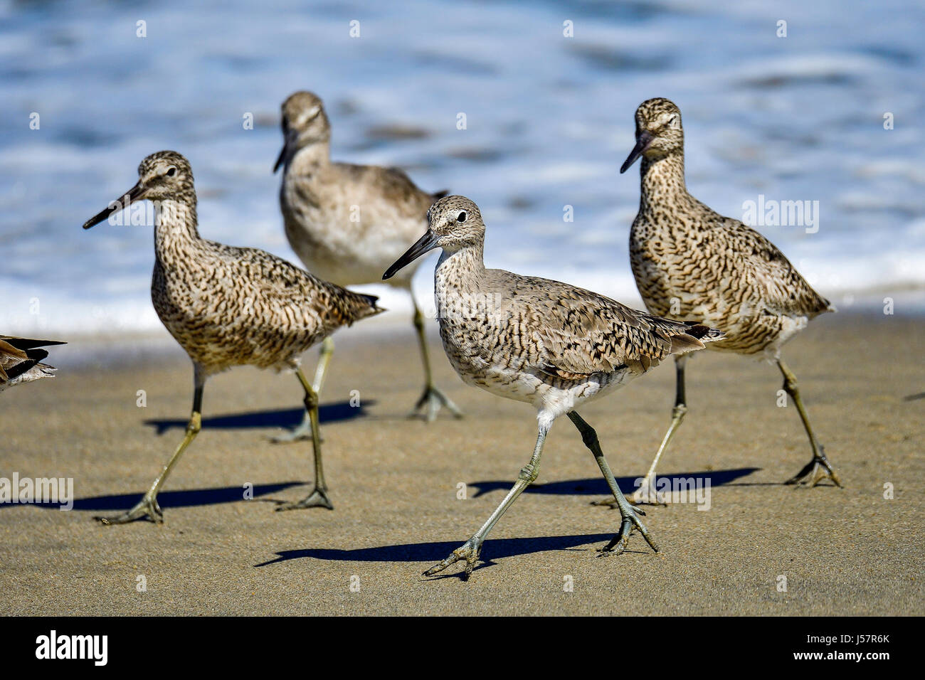 Willet landing hi-res stock photography and images - Alamy