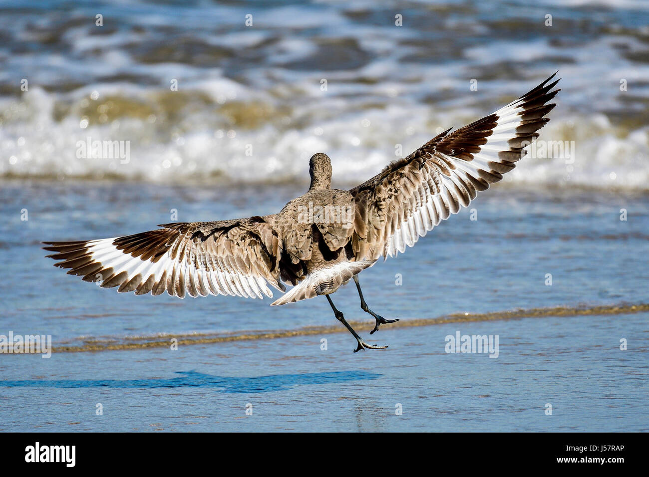 Willet landing hi-res stock photography and images - Alamy