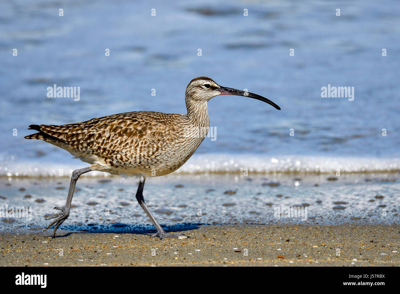 Whimbrel Stock Photo - Alamy