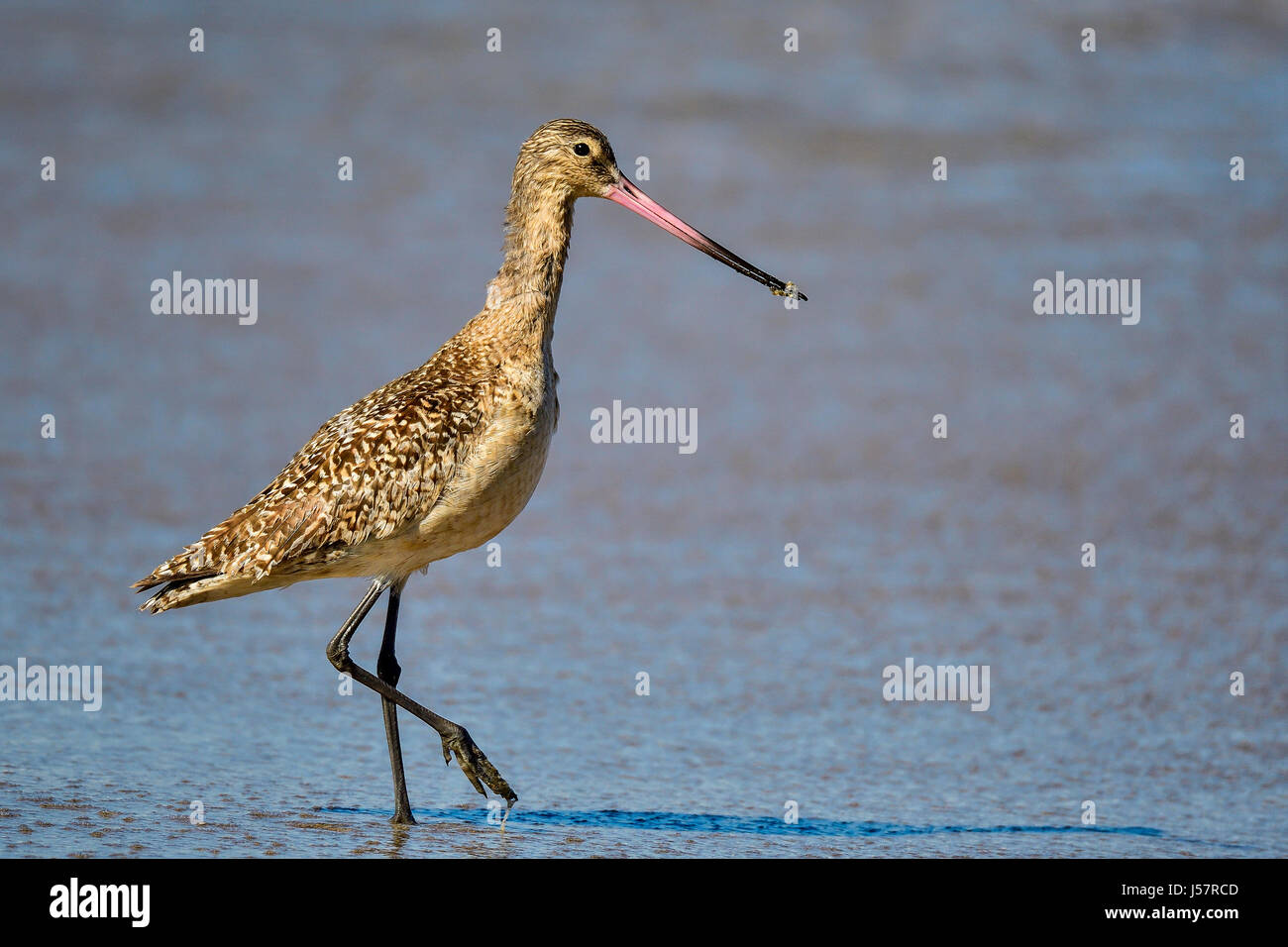 Marbled godwit at the beach hi-res stock photography and images - Alamy